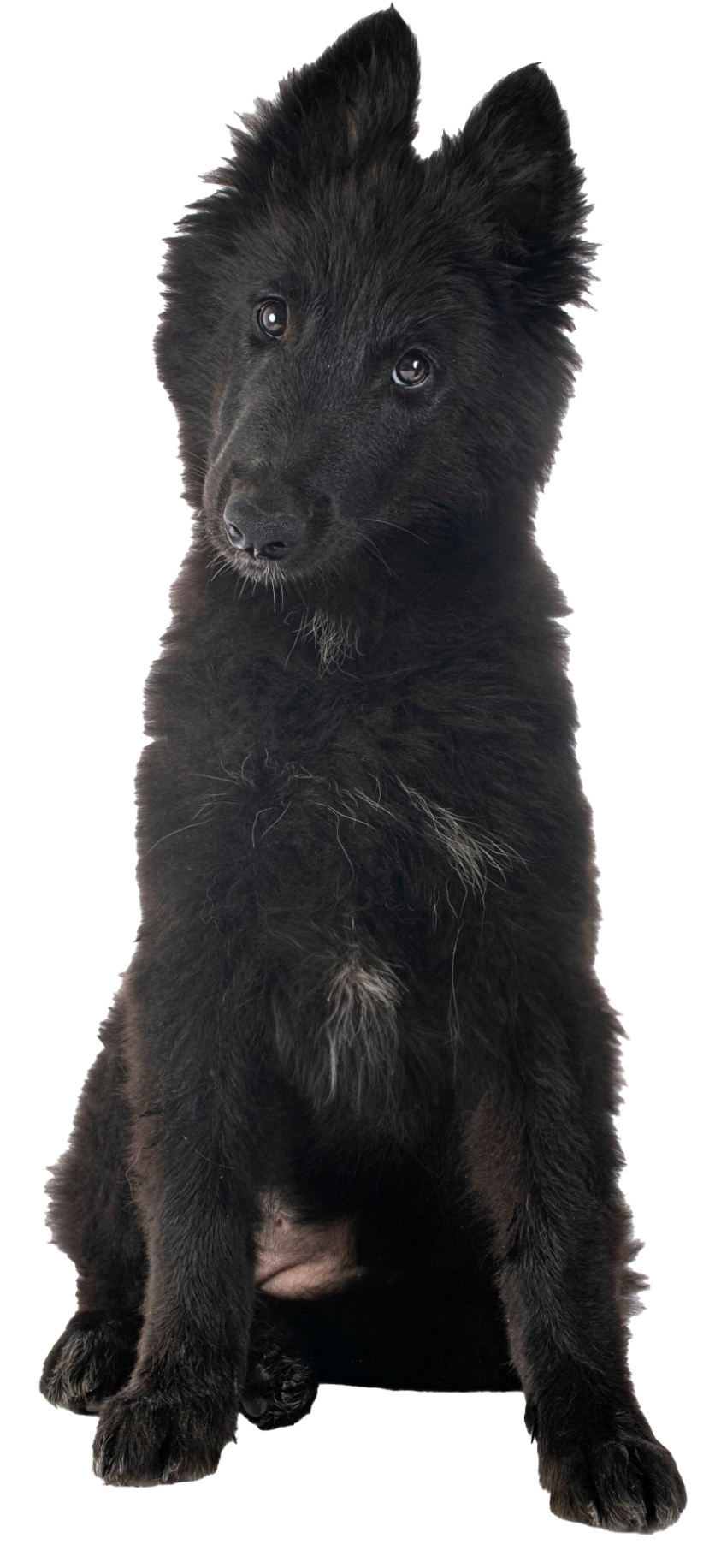 Pastor Belga Groenendael - Criadero Belga Cachorros Disponible
