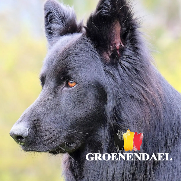 Cachorros Pastor Belga Groenendael - Pastor Belga Groenendael